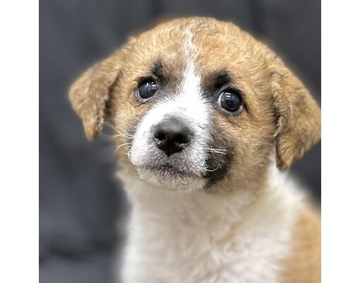Monticello, IA - Beagle/Mixed Breed (Small). Meet CJ a Pet for Adoption ...