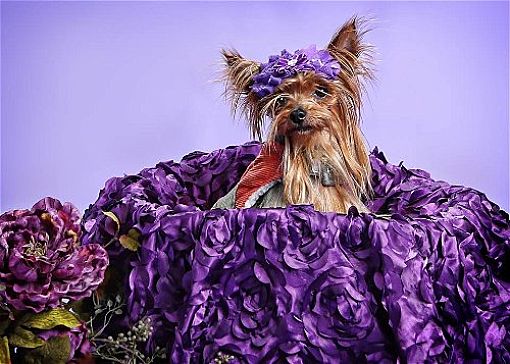 Charleston, WV - Yorkie, Yorkshire Terrier. Meet PUMPKIN a Pet for ...