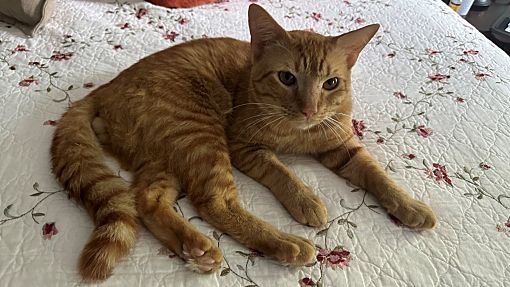 Douglasville, GA - Tabby. Meet Unknown a Pet for Adoption - AdoptaPet.com