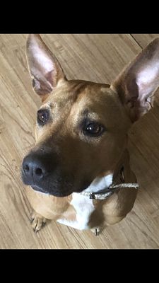 Pleasant View, TN - Rhodesian Ridgeback/American Staffordshire Terrier ...