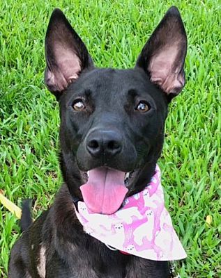 Sunnyvale, CA - Labrador Retriever/Corgi. Meet Emma (Meet at San Jose ...