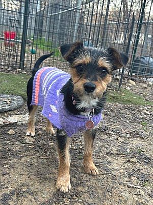 Mansfield, TX - Terrier (Unknown Type, Small). Meet Pebbles a Pet for ...