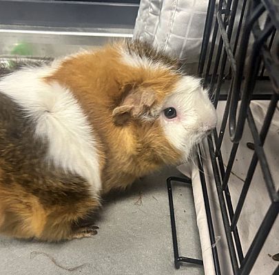 San Diego, CA - Guinea Pig. Meet Captain Crunch a Pet for Adoption ...