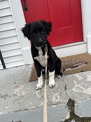 Boston, MA - Border Collie. Meet Ace a Pet for Adoption - AdoptaPet.com