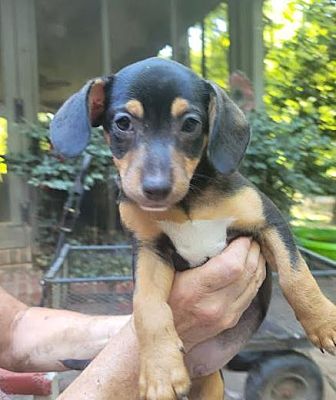 Westminster, CO - Chihuahua/Beagle. Meet Radar a Pet for Adoption ...