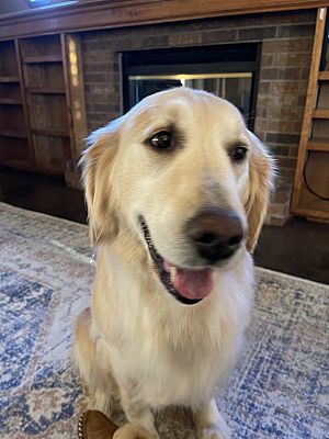 Lees Summit, MO - Golden Retriever. Meet Annie a Pet for Adoption ...