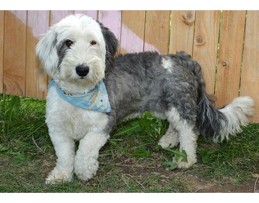 West Valley, UT - Old English Sheepdog. Meet TEGAN a Pet for Adoption ...