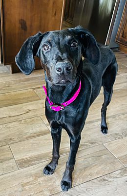 Scottsdale, AZ - Doberman Pinscher/Labrador Retriever. Meet Stormi a ...