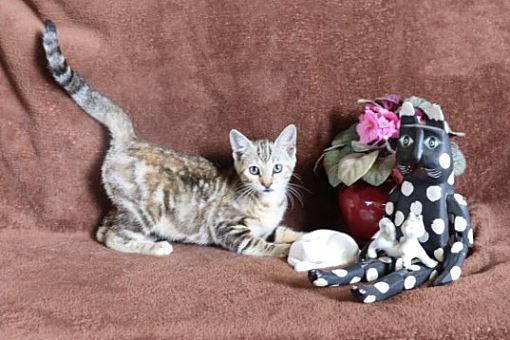 Allentown, PA - Bengal. Meet Meowy Cyrus a Pet for Adoption - AdoptaPet.com