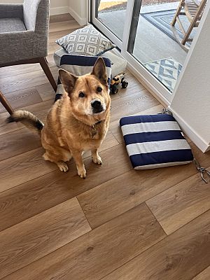 Sheridan, CO - Australian Shepherd/German Shepherd Dog. Meet The ...