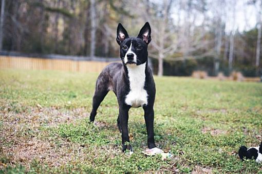 Valdosta, GA - Boston Terrier. Meet Babs a Pet for Adoption - AdoptaPet.com