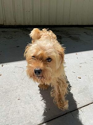 Kalamazoo, MI - Yorkie, Yorkshire Terrier. Meet Frizz a Pet for ...
