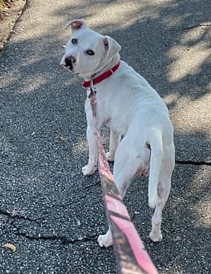 Chesapeake, VA - Labrador Retriever/American Bulldog. Meet Remy- NEEDS ...