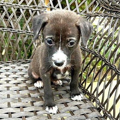 Newark, NJ - Feist/Labrador Retriever. Meet Betty a Pet for Adoption ...