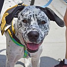 Dalmatian Puppies - Dalmatian Rescue and Adoption Near You