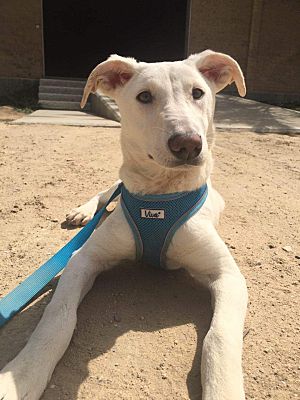 Niagara Falls, ON - Saluki/Labrador Retriever. Meet Saga a Pet for ...