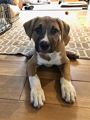 Largo, FL - Black Mouth Cur. Meet Connor a Pet for Adoption - AdoptaPet.com