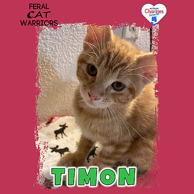 Kingman, AZ - Domestic Shorthair. Meet Timon a Pet for Adoption ...