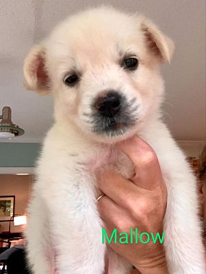 Holly Springs, NC - Husky/Mastiff. Meet Mallow - Springboard Litter a ...