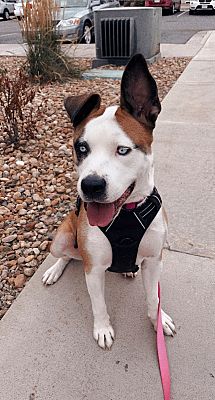 Longmont, CO - Pitsky. Meet Xena a Pet for Adoption - AdoptaPet.com