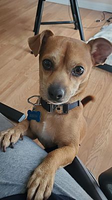 Palm Harbor, FL - Chiweenie. Meet Rico a Pet for Adoption - AdoptaPet.com