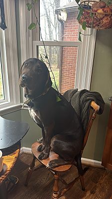 Westminster, MD - Redbone Coonhound/American Pit Bull Terrier. Meet ...