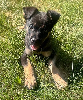Denver, CO - German Shepherd Dog. Meet Texan Puppy Tookie a Pet for ...
