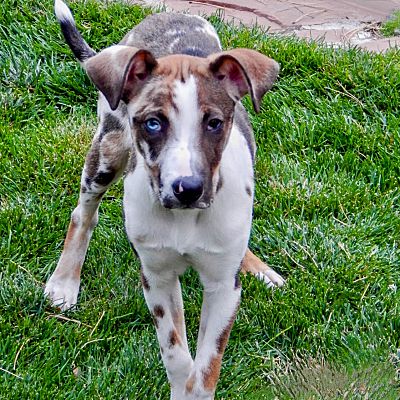 Mead, CO - Catahoula Leopard Dog. Meet Kahlua a Pet for Adoption ...