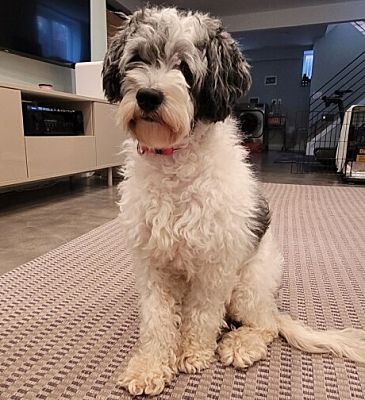 Windsor, CO - Poodle (Standard). Meet Rosary a Pet for Adoption ...