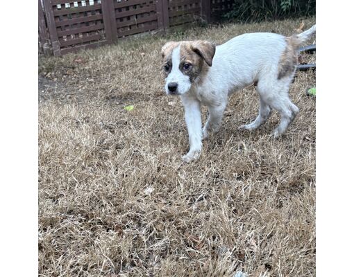 Lansing, MI - Bernese Mountain Dog/Boxer. Meet RUDY a Pet for Adoption ...