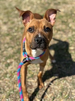 Stillwater, OK - Boxer. Meet Goose a Pet for Adoption - AdoptaPet.com