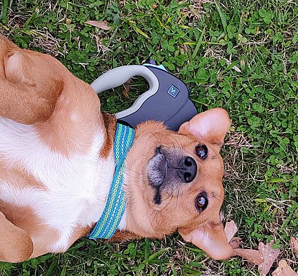 taylor, MI - Beagle/Jack Russell Terrier. Meet lady a Pet for Adoption ...