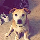 Corgi Puppies - Corgi Rescue and Adoption Near You