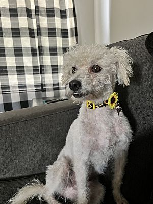 Tucson, AZ - Poodle (Miniature)/Terrier (Unknown Type, Small). Meet ...