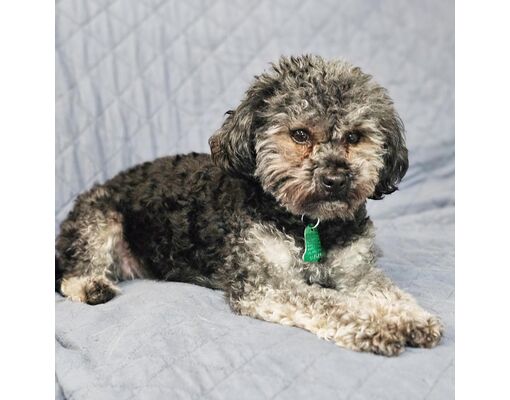 Wichita, KS - Poodle (Miniature)/Shih Tzu. Meet Pepper a Pet for ...