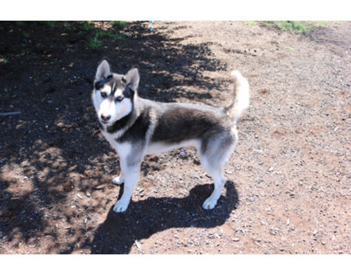 Pendleton, OR - Husky/Mixed Breed (Medium). Meet Clint a Pet for ...