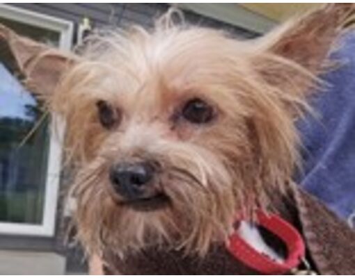 Avon, IN - Yorkie, Yorkshire Terrier/Mixed Breed (Medium). Meet Sicily ...