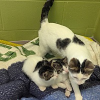 Adoptable Pets – Rover Rescue