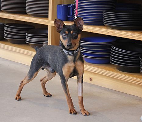 Penngrove, CA - Manchester Terrier/Miniature Pinscher. Meet Hermes a ...