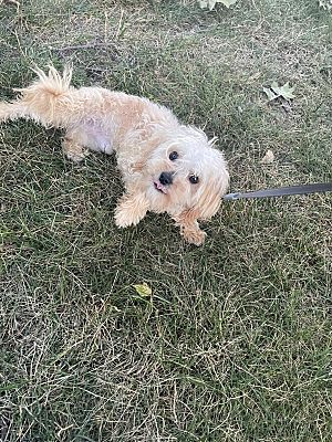 Virginia Bch, VA - Yorkie Poo. Meet Kairo a Pet for Adoption ...