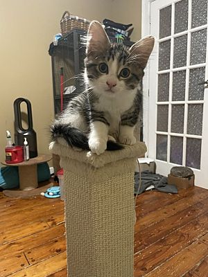 Zephyr, ON - Domestic Mediumhair. Meet Blue and Mozzarella a Pet for ...