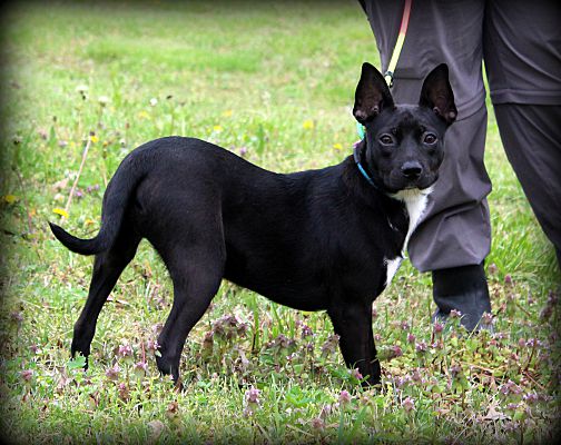 Southbury, CT - Schipperke/Boston Terrier. Meet Jude ~ meet me! a Pet ...
