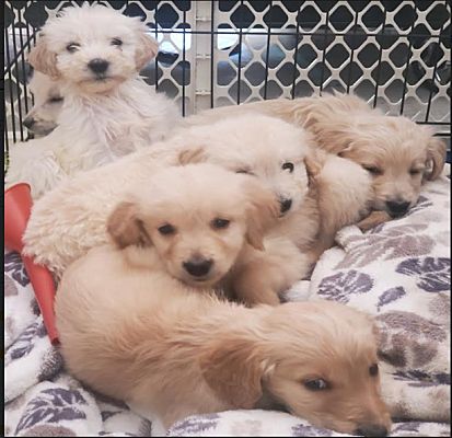 Gulf Shores, AL - Goldendoodle. Meet Puppies a Pet for Adoption ...