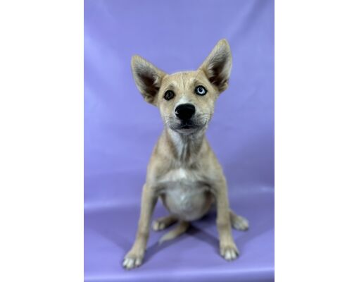 Morton Grove, IL - Alaskan Klee Kai/Mixed Breed (Medium). Meet Storm a ...