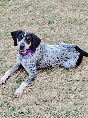 Huntsville, AL - Bluetick Coonhound. Meet Luna Louise a Pet for ...