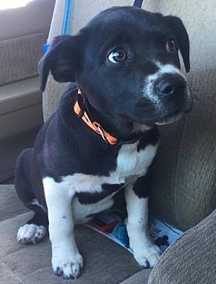 Matawan, NJ - Border Collie/Bulldog. Meet LuLu a Pet for Adoption ...