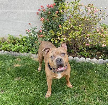 Harrison, NY - Pit Bull Terrier/Bull Terrier. Meet Kingsley - Courtesy ...