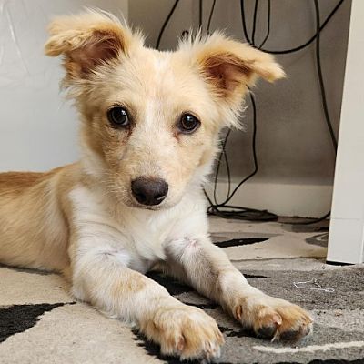 Houston, TX - Australian Shepherd/Chihuahua. Meet Tilly a Pet for ...