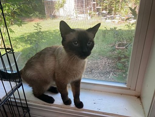 Columbia, SC - Siamese. Meet Kento a Pet for Adoption - AdoptaPet.com