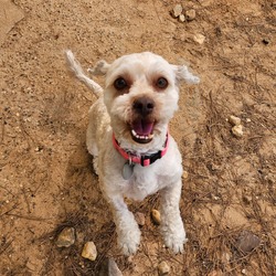 Magnolia, TX - Maltese. Meet Cindy Lou Who a Pet for Adoption ...
